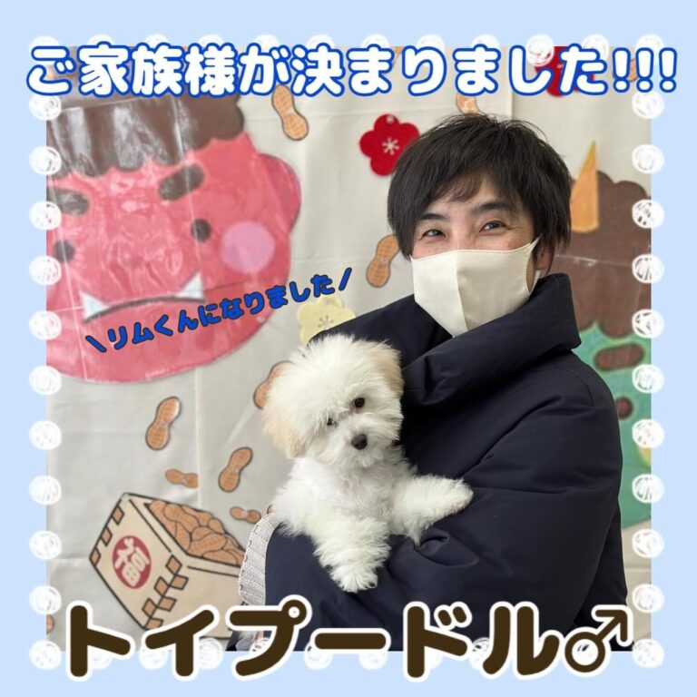 クリームのトイプードルくん ご家族様が決まりました⭐️ | 札幌ブリーダー | ブリーダーなら札幌ペットショップだんぼ