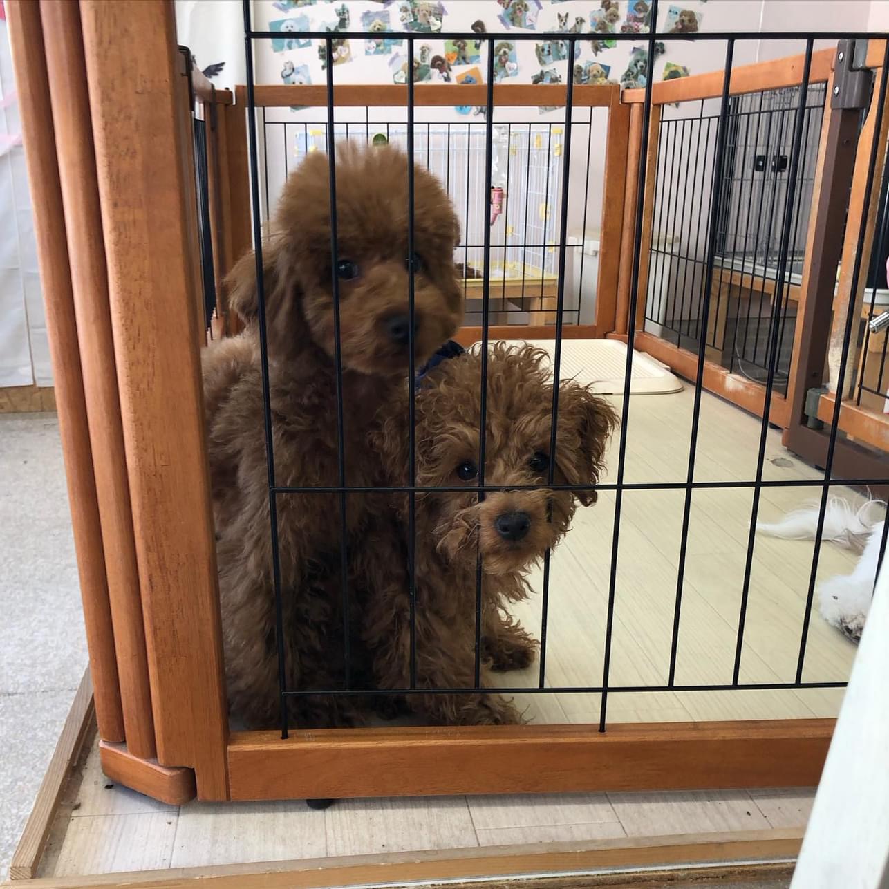 ペットショップだんぼの現在の様子👀 | 札幌ブリーダー | ブリーダーなら札幌ペットショップだんぼ
