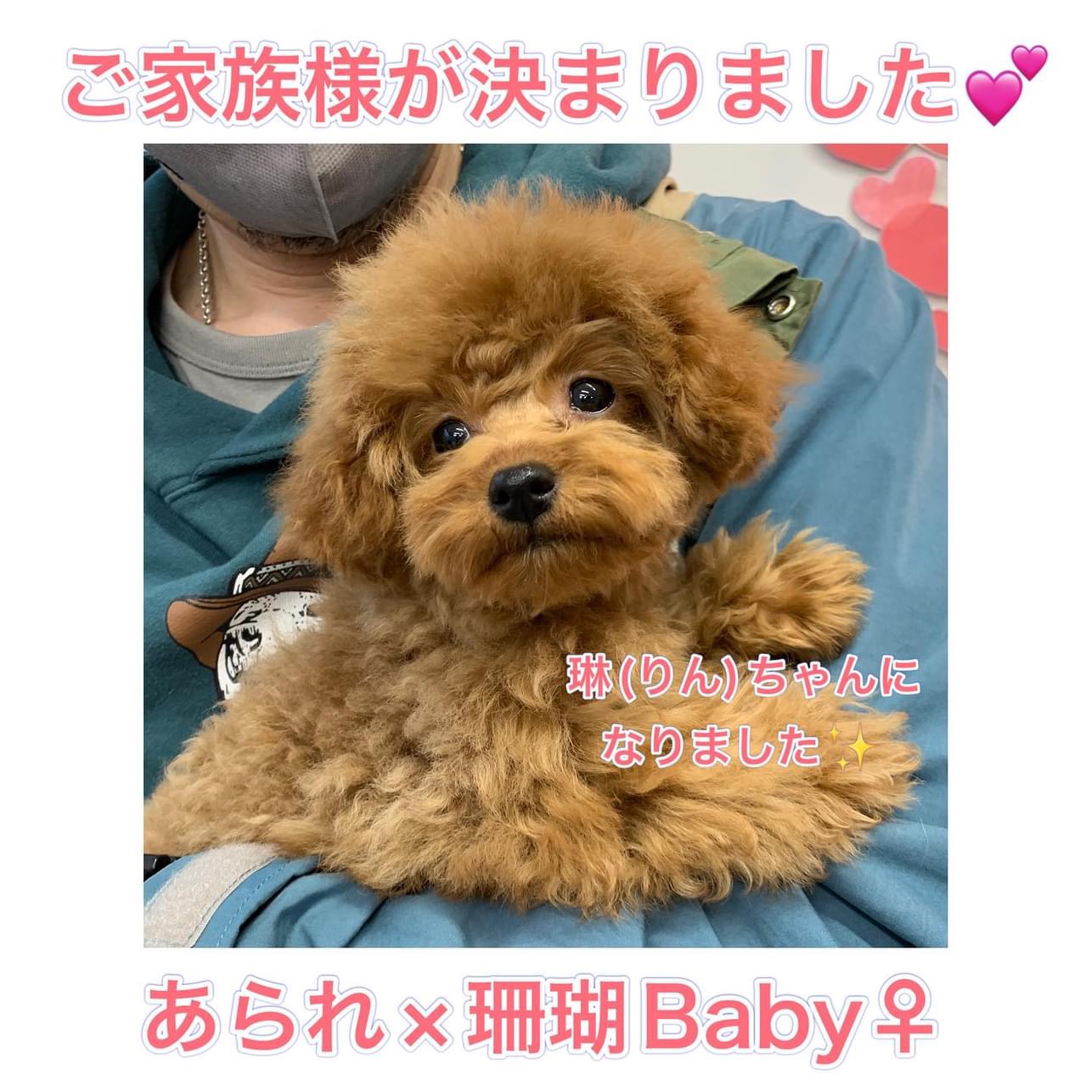 ご家族様が決まりました | 札幌ブリーダー | ブリーダーなら札幌ペットショップだんぼ