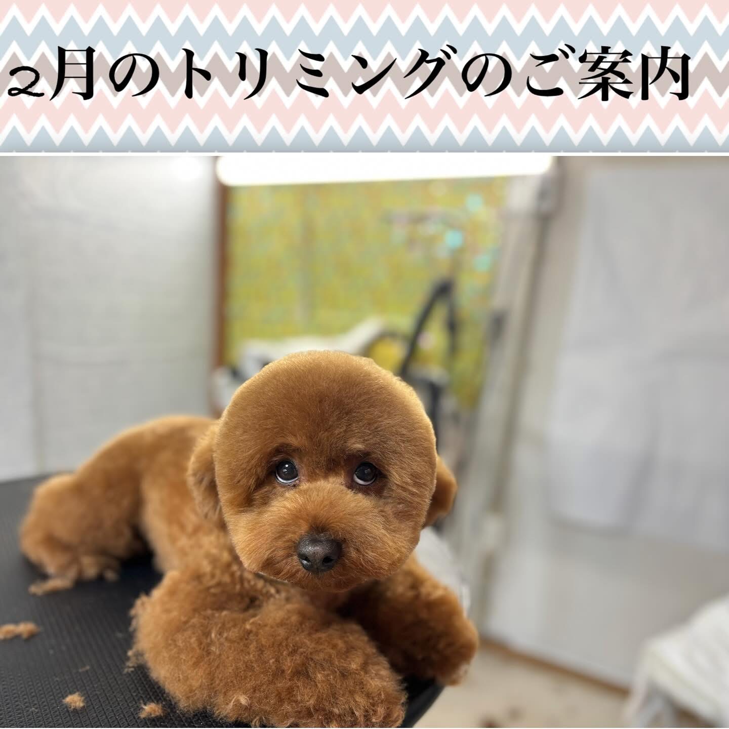 2月トリミングのご案内 | 札幌ブリーダー | ブリーダーなら札幌ペットショップだんぼ